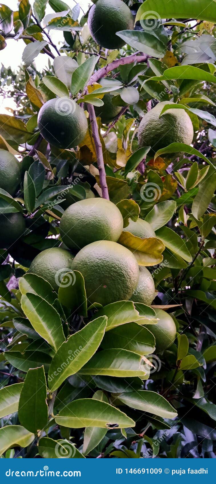 Sunkist Orange Yellow Dwarf Shrimp On Green Grass Or Aquatic Moss Stock ...