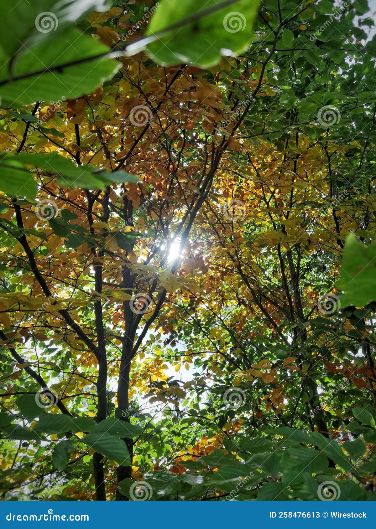 Sunlight Appearing through the Trees Stock Image - Image of green ...