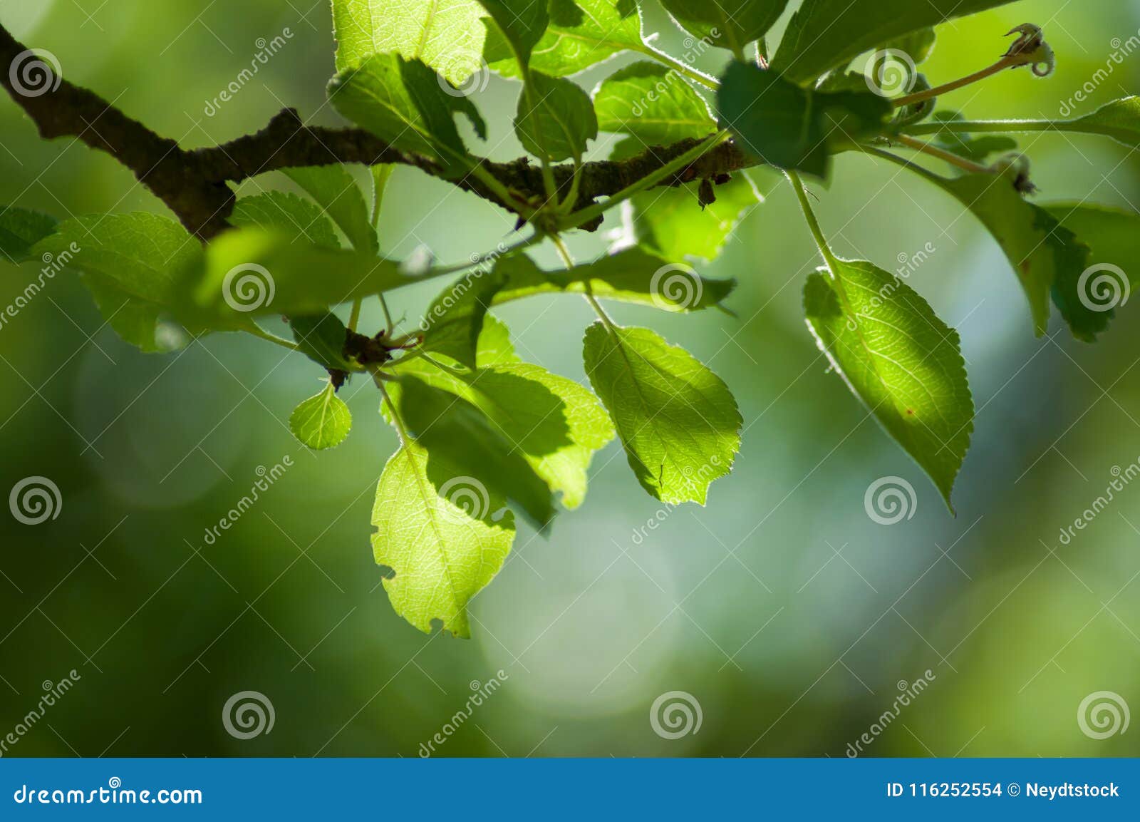Sunlight in Apple Tree Leaves Stock Photo - Image of plant, healthy ...