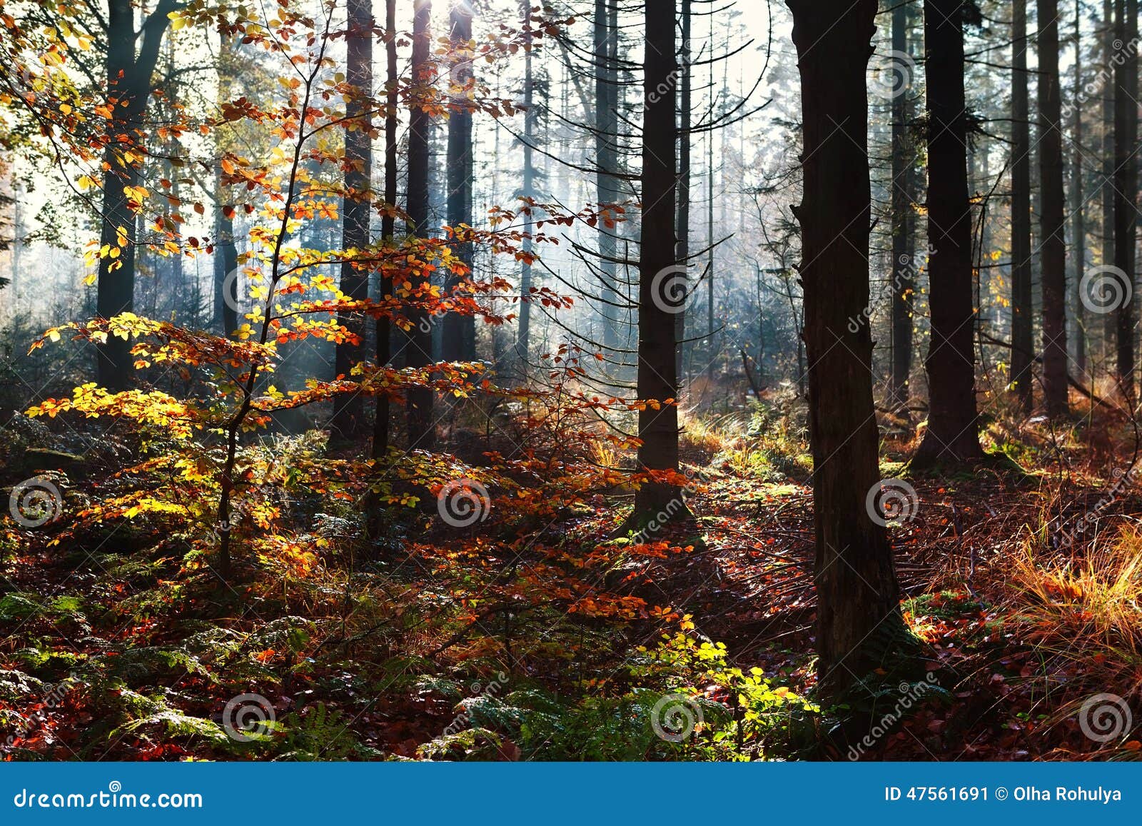 Sunlight in autumn forest stock image. Image of bush - 47561691