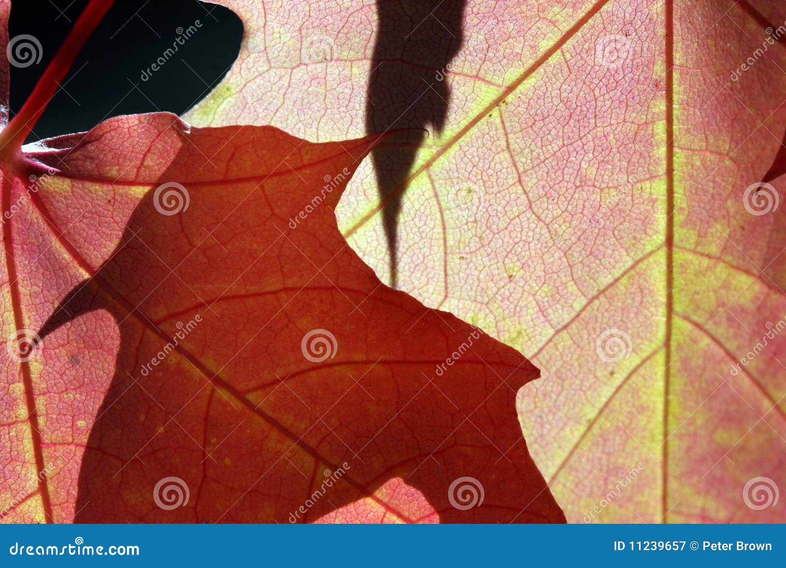 Sunlight through Autumn Leaves Stock Image - Image of leaves, shadow ...