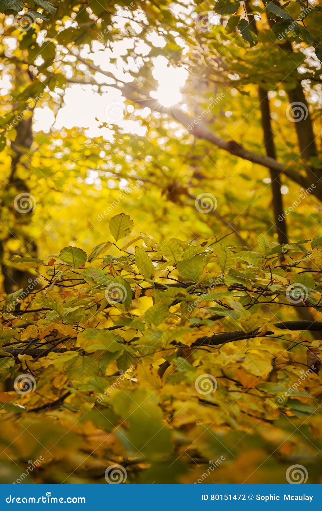 Sunlight through Autumn Trees Stock Photo - Image of fall, colorful ...