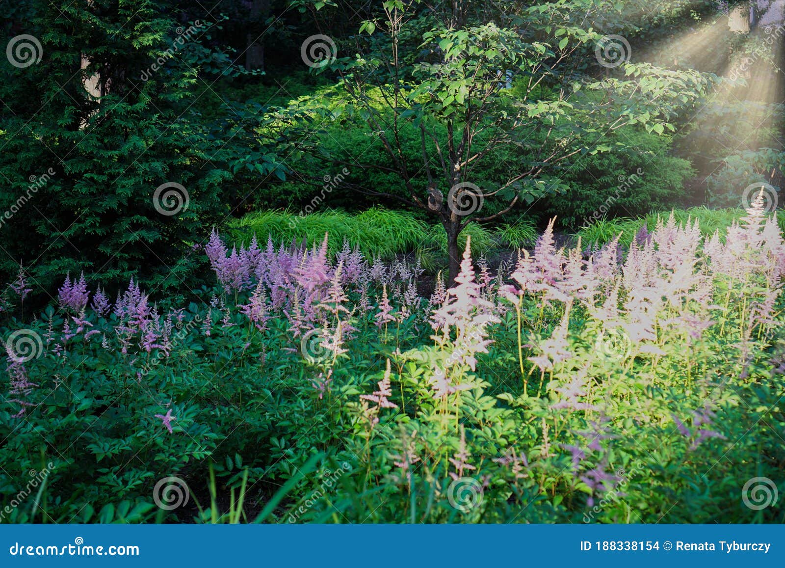 Sunlight Beam Falling on the Flowers in Garden Full of Shrubs and Trees ...