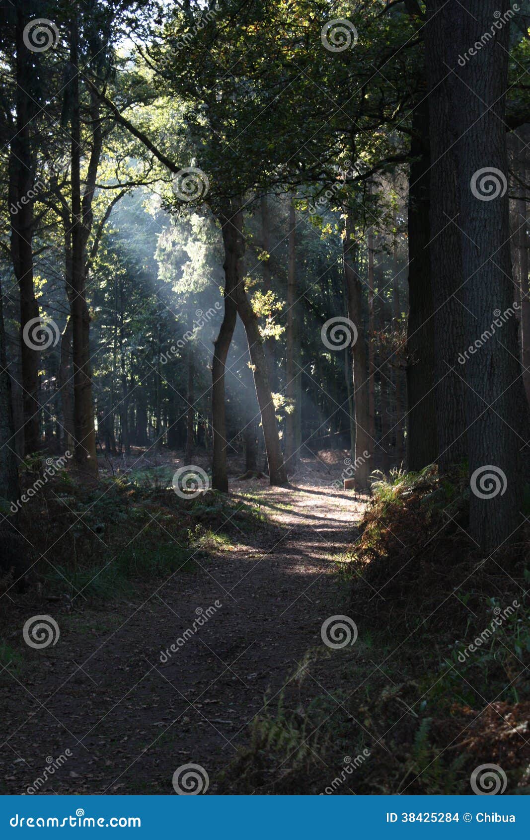 Sunlight Beams in Forest stock photo. Image of hiking - 38425284