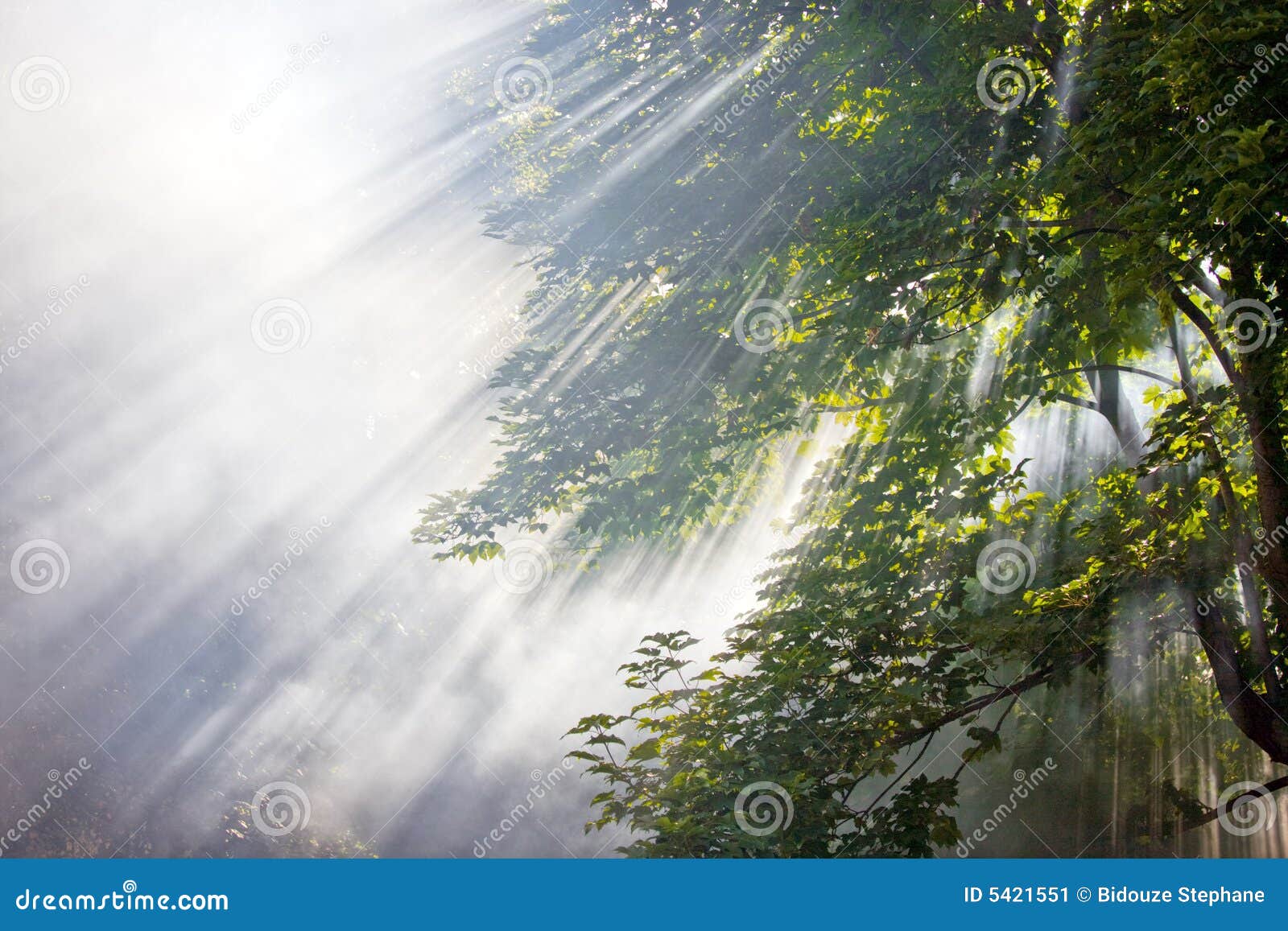 Sunlight beams in forest stock image. Image of natural - 5421551
