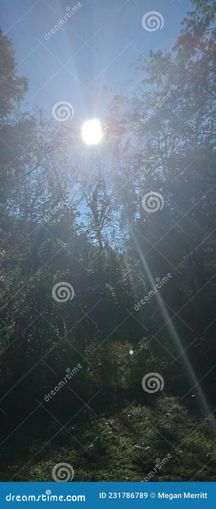 Sunlight beams nature stock image. Image of tree, screenshot - 231786789