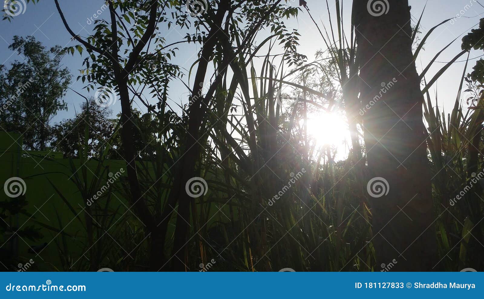 Sunlight Beautiful Image Sunlight Real Natural Sunlight Image Stock ...