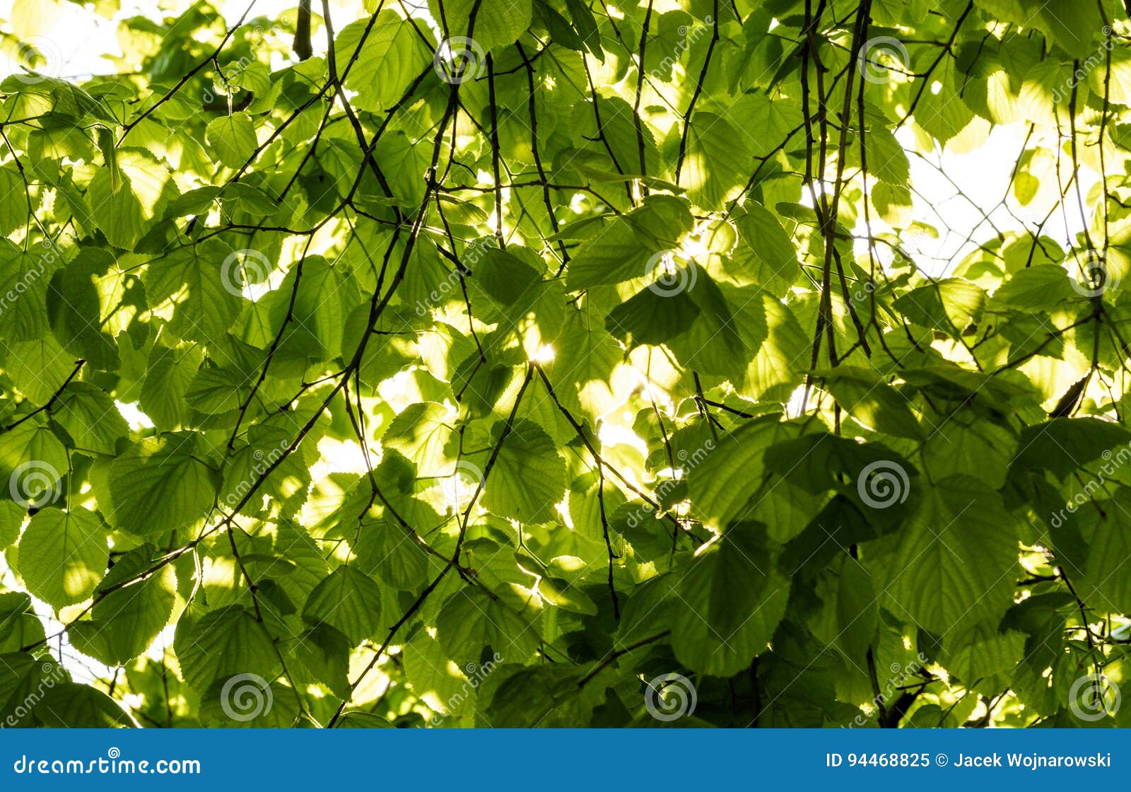 Sunlight Behind Leafs stock image. Image of outdoor, leaf - 94468825