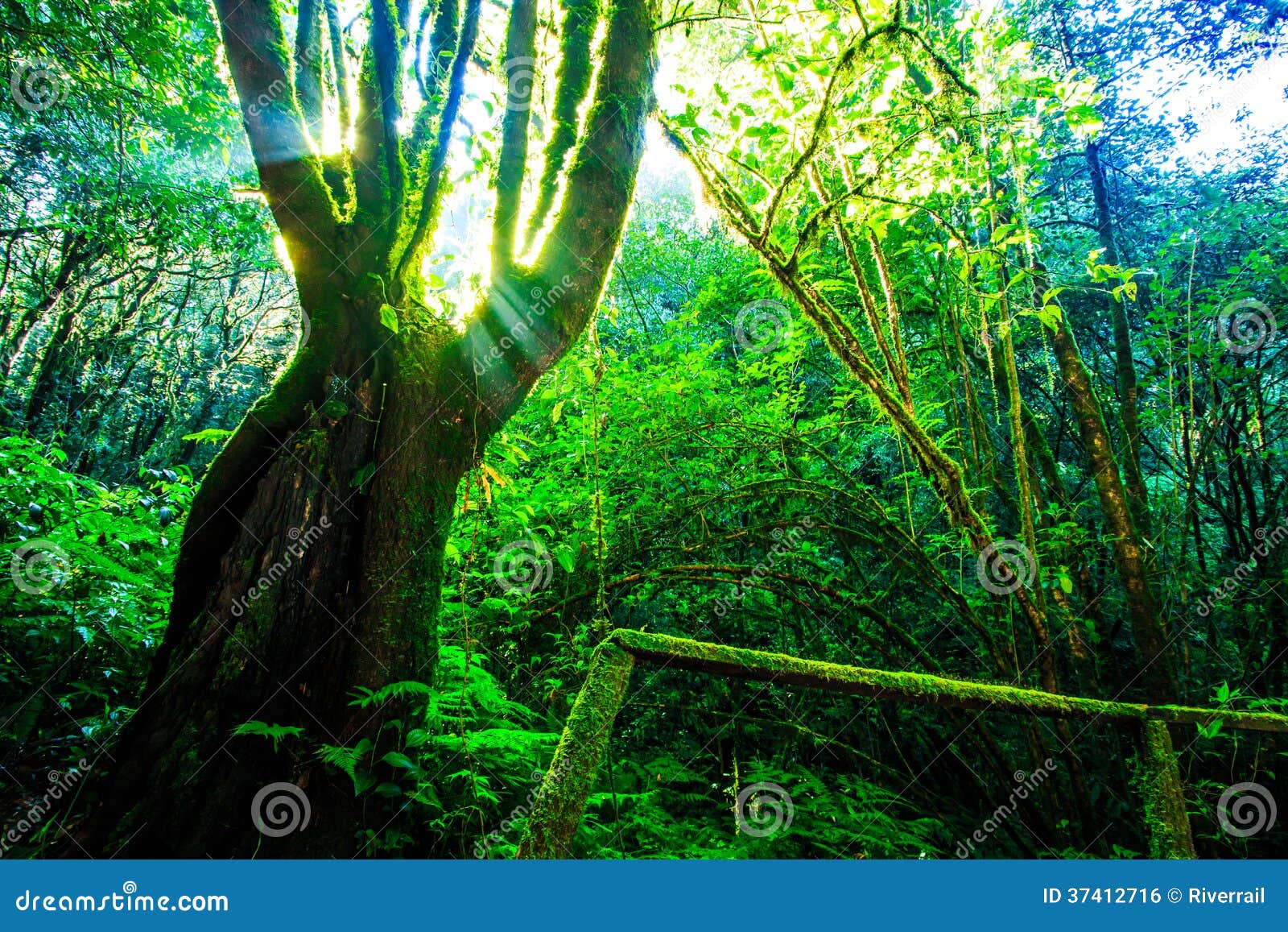 Sunlight through the Big Tree Stock Photo - Image of colorful, foliage ...