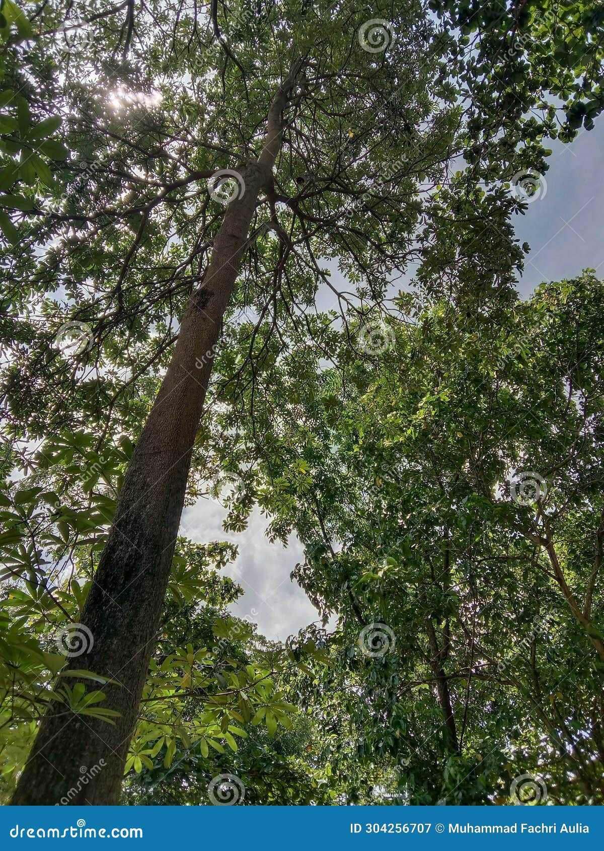 Dense Tree In Forest, Photo Taken From Ground Angle. Stock Photography ...