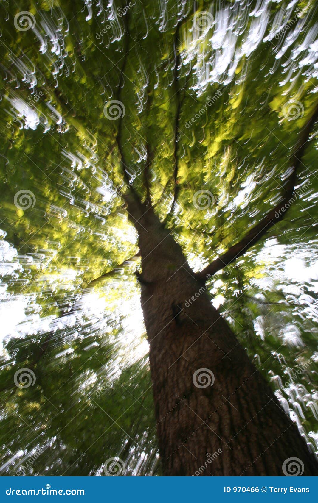 Sunlight through Blurred Tree Stock Photo - Image of fall, beneath: 970466