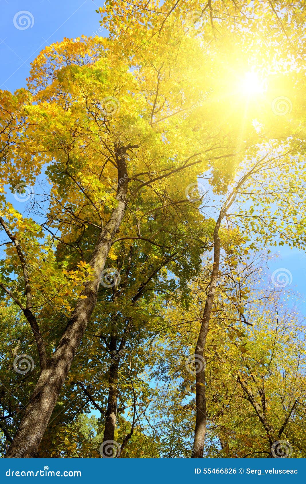 Sunlight through branches stock photo. Image of forest - 55466826