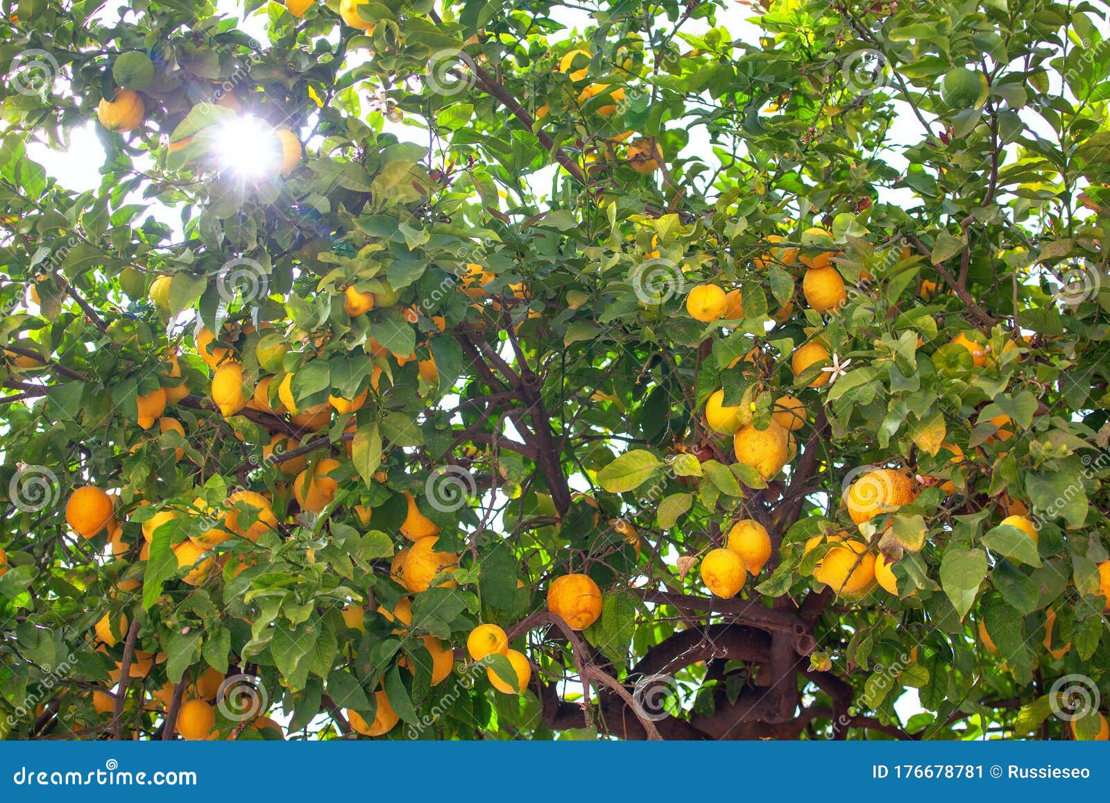 Sunlight through the Branches of Lemon Tree Stock Image - Image of ...