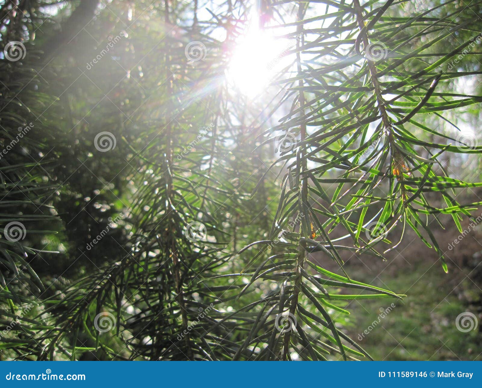 Sunlight and Branches stock photo. Image of branches - 111589146