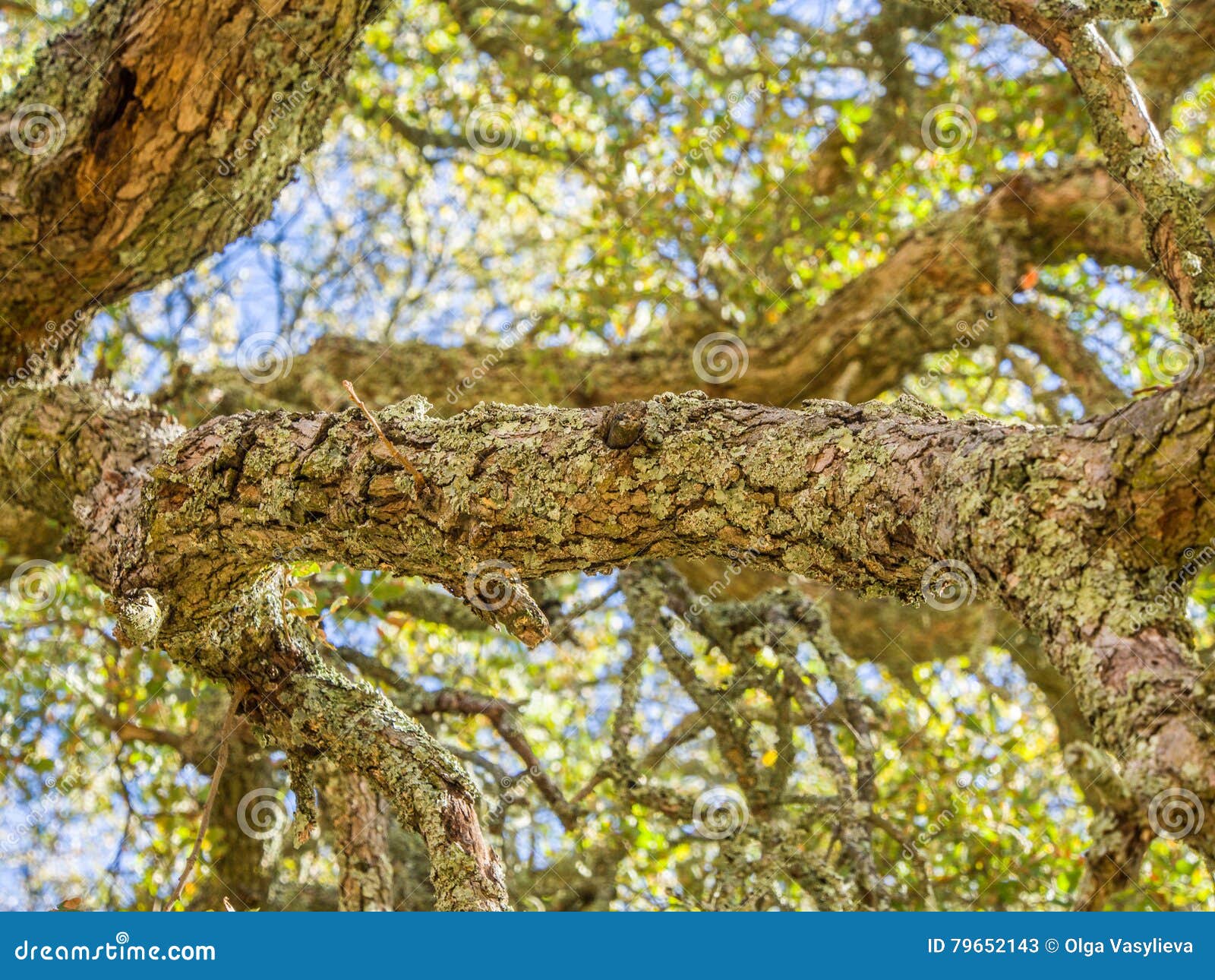 Sunlight through branches stock image. Image of woodland - 79652143