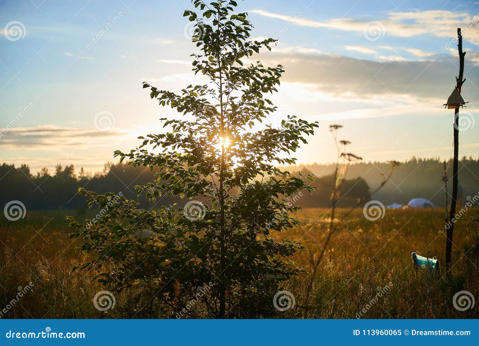 Sunlight through Branches of the Tree at Summer Festival Stock Image ...