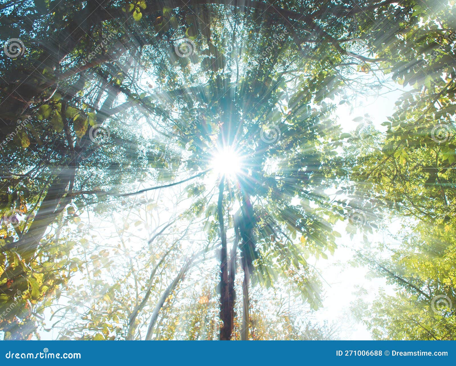 Sunlight through the Branches of Trees in the Forest. Stock Photo ...