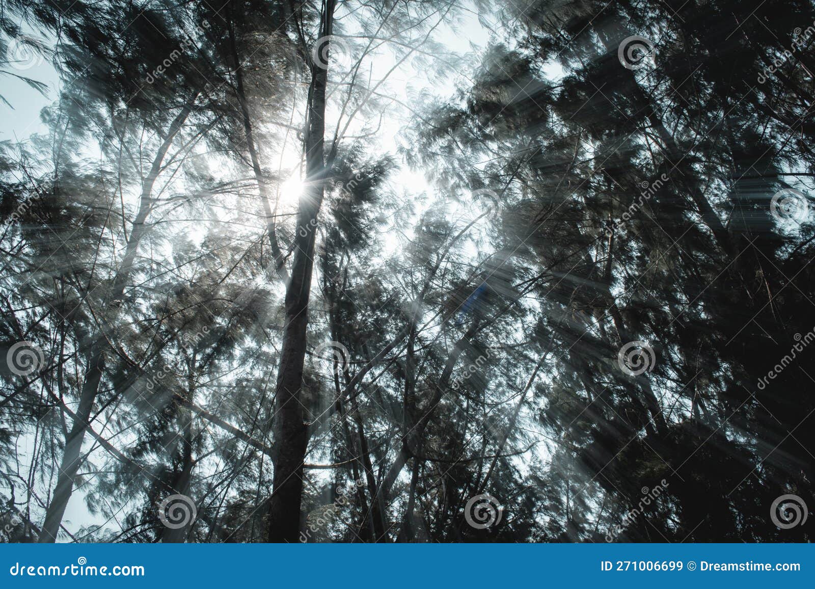 Sunlight through the Branches of Trees in the Forest. Stock Image ...