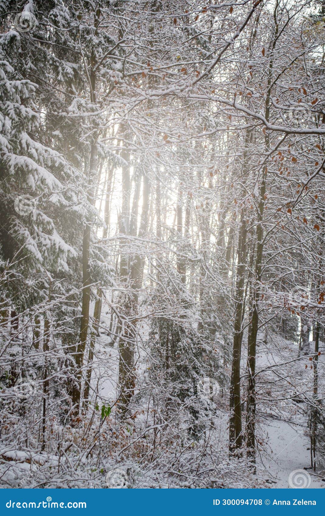 Sunlight Breaking through the Snow-covered Branches of Trees and Fir ...