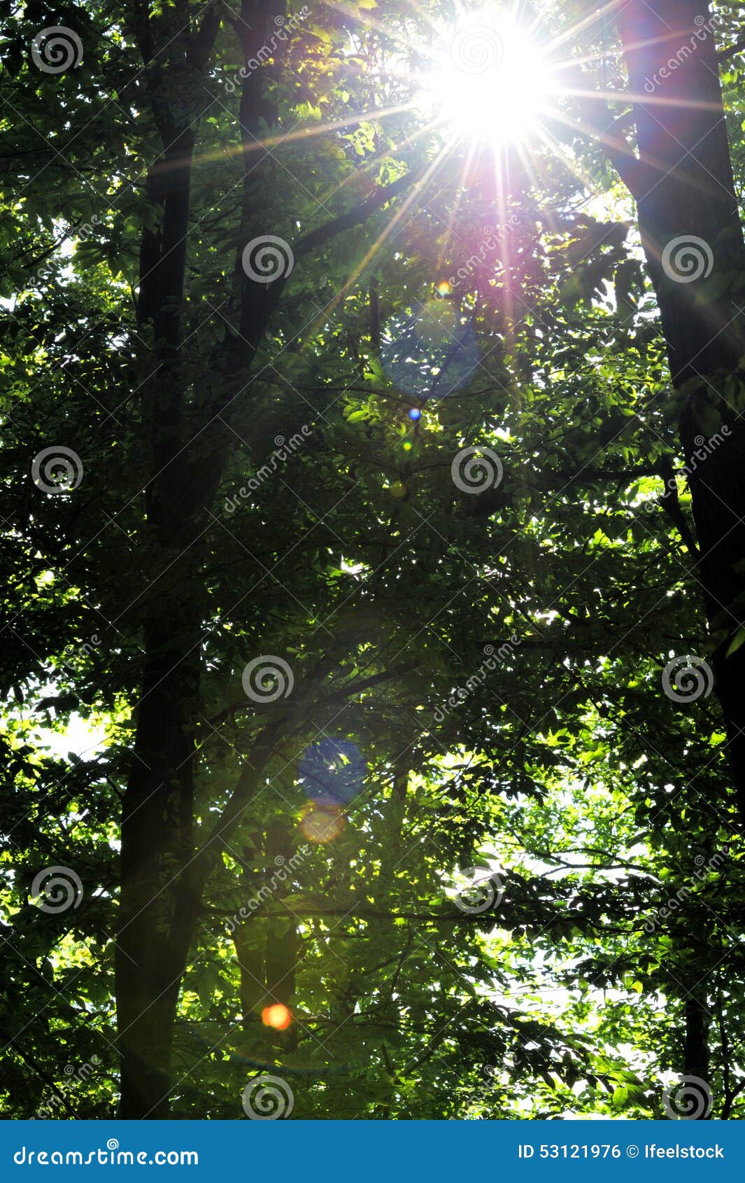 Sunlight Breaking through Trees Stock Photo - Image of scene, tranquil ...