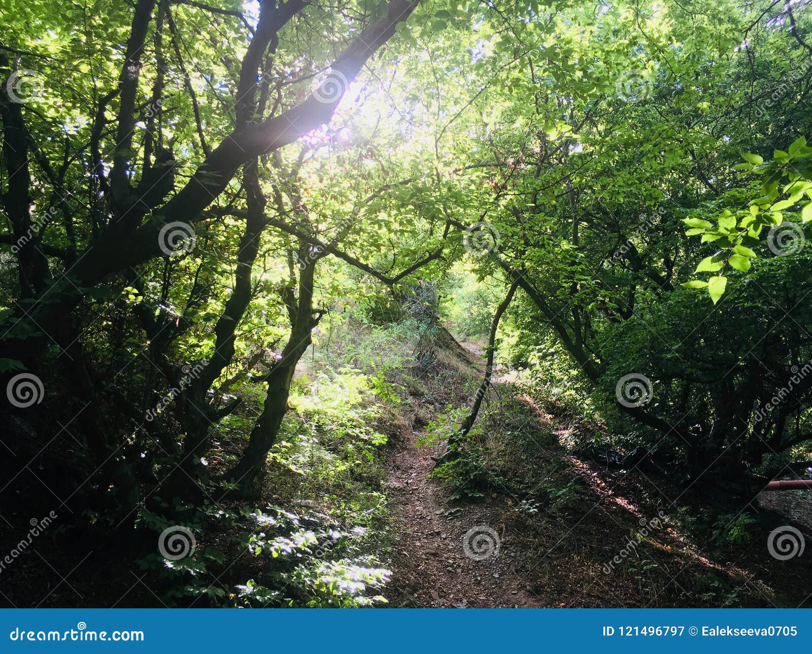 Magic Shadows in the Forest Stock Image - Image of wood, beam: 121496797