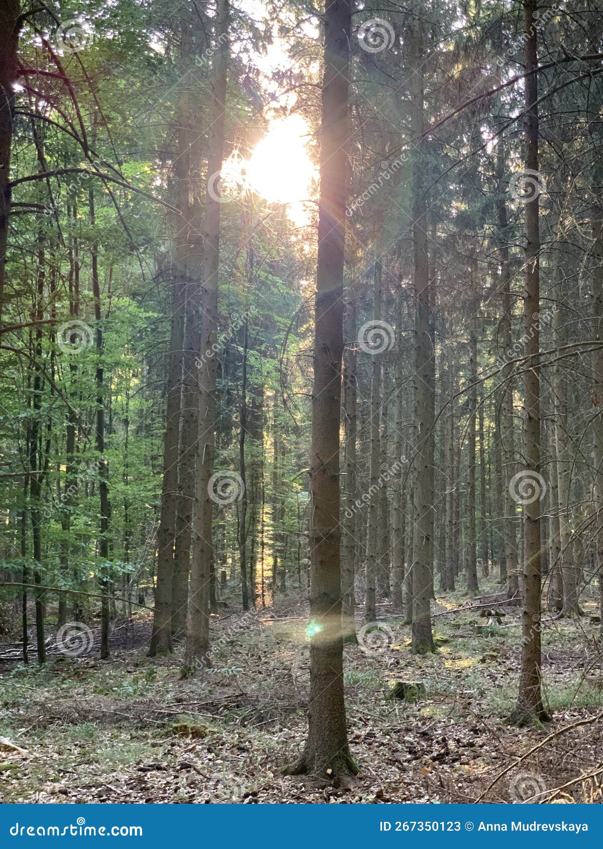 Sunlight Breaks through the Trees in a Forest in West Germany. Vertical ...