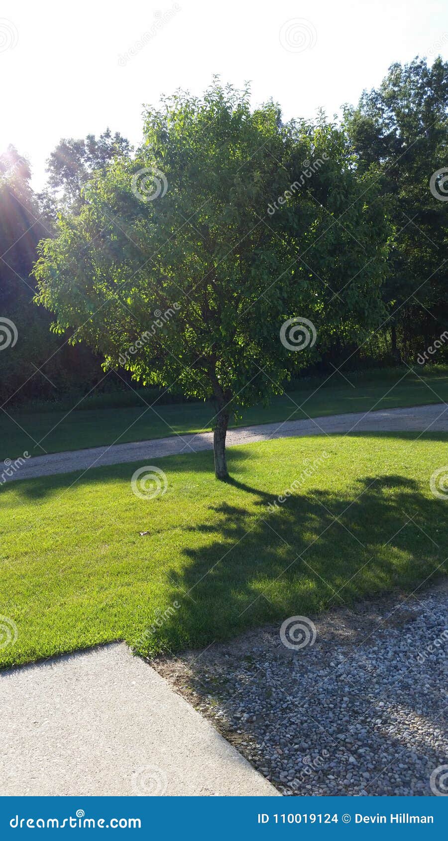 Green tree stock photo. Image of tree, green, sunlight - 110019124
