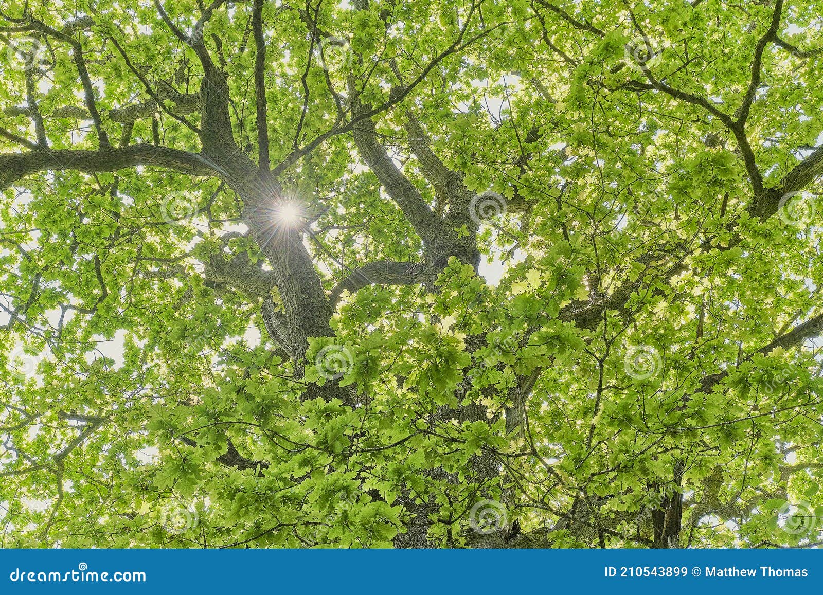 Springtime Tree Leaves Backlit Bright Green Stock Image - Image of ...