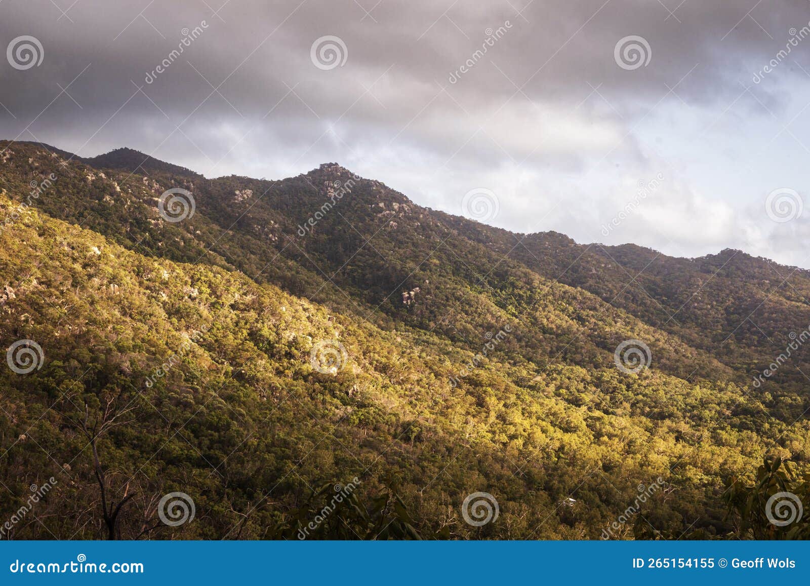Sunlight on Bushland with a Mountain and Trees in the Background in ...