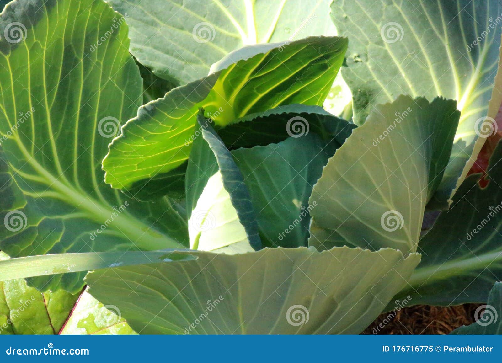 SUNLIGHT on CABBAGE HEAD FORMING in a VEGETABLE PATCH Stock Image ...