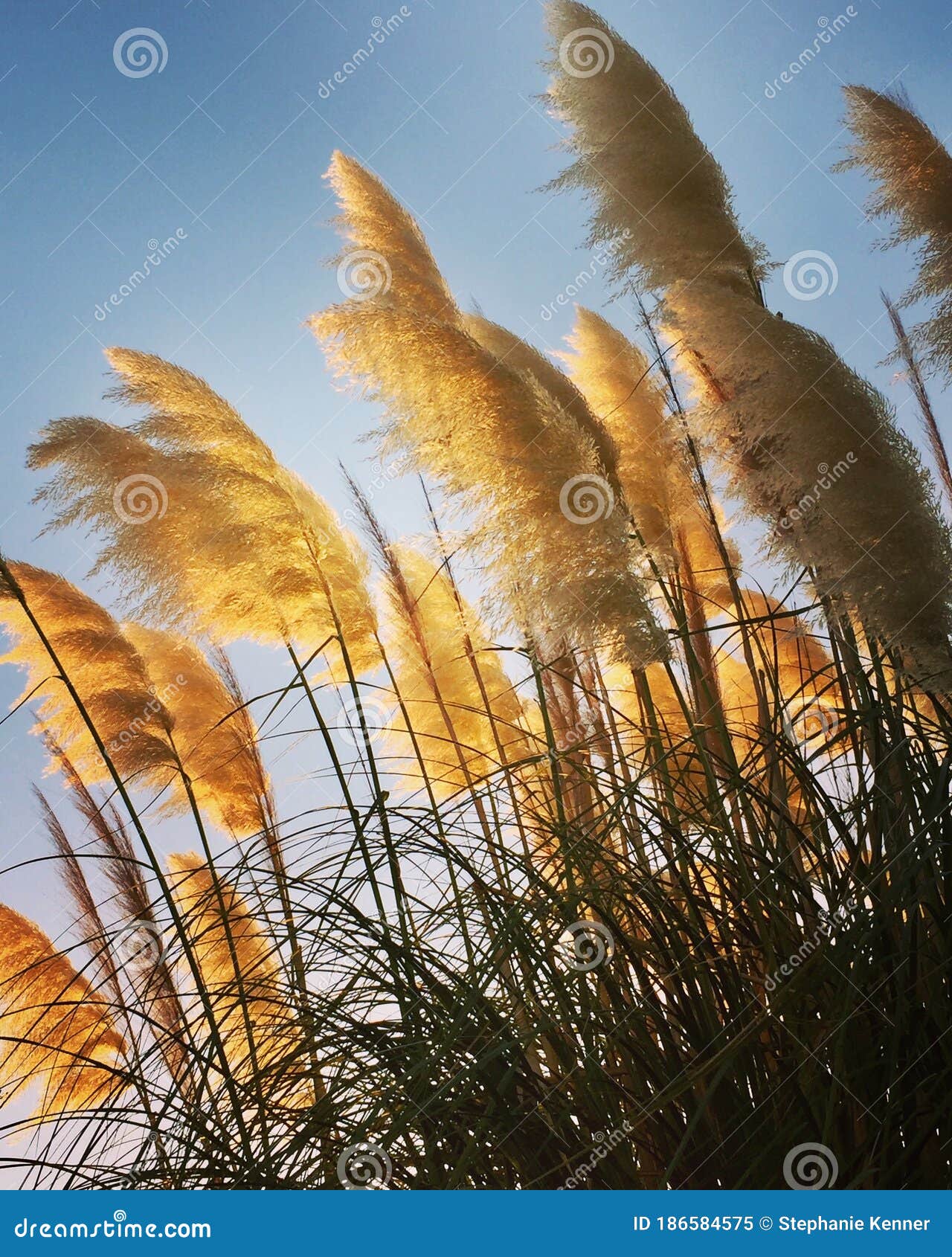 Sunlight through Cattails Blowing in the Wind Stock Image - Image of ...