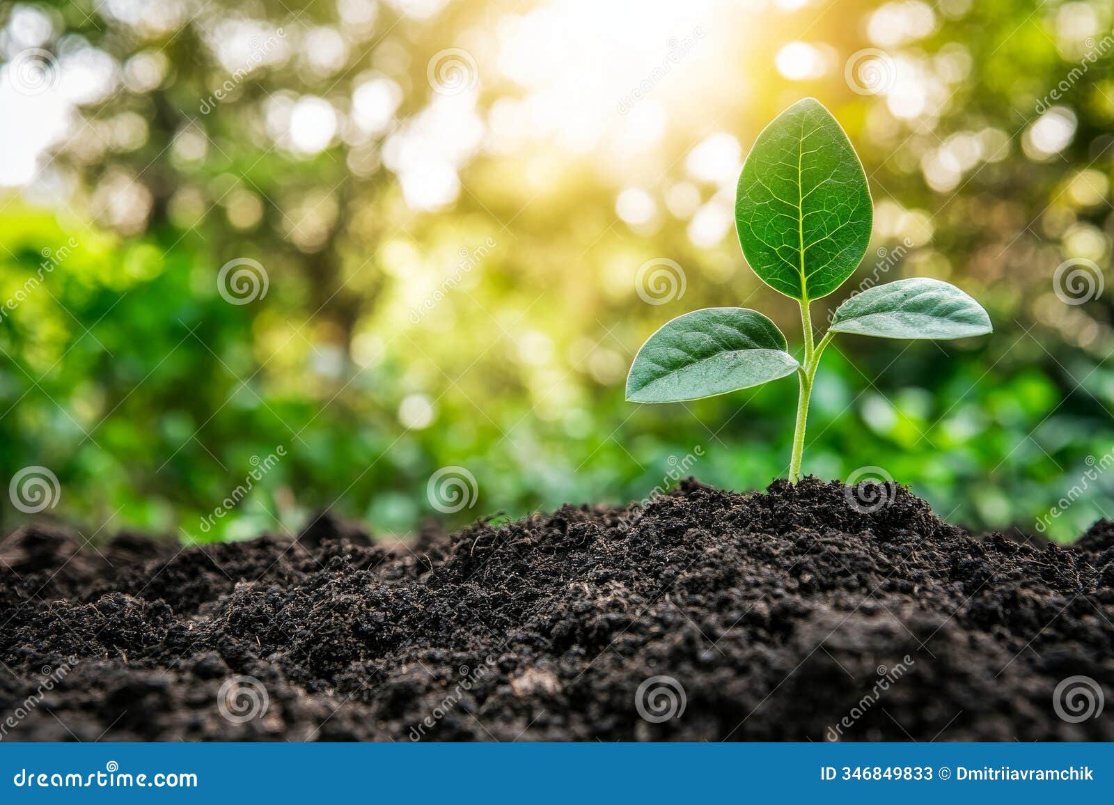 Sunlight Causes a Sprout with Leaves To Grow from the Ground. Stock ...