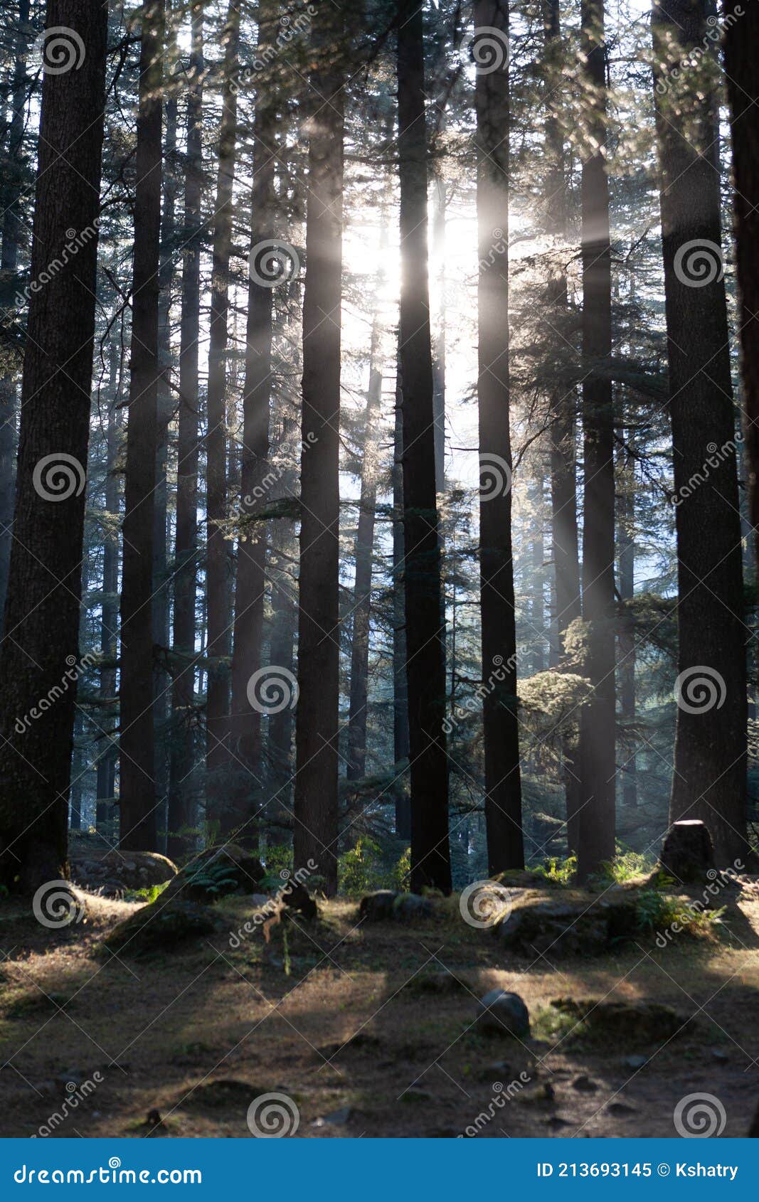 Sunlight among the Cedar Tree Trunks. Stock Image - Image of cedar ...