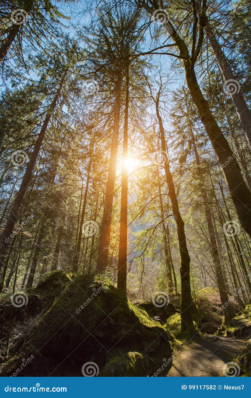 Sunlight Coming among Trees Stock Photo - Image of flare, sunlight ...