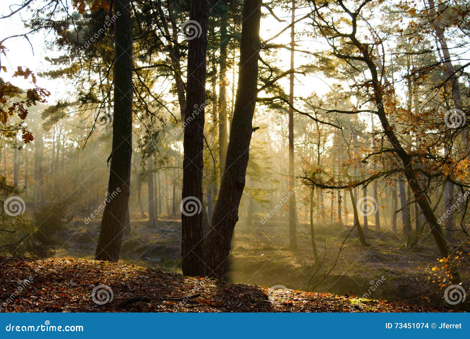 Sunlight Coming through Trees in Woods Stock Photo - Image of foliage ...