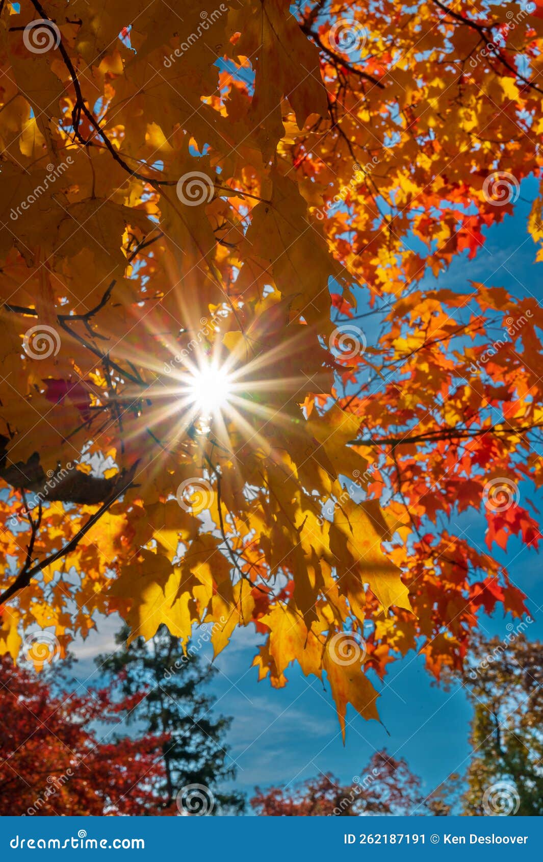 Sunlight Creates a Sunburst in the Maple Tree Leaves in Their Fall ...