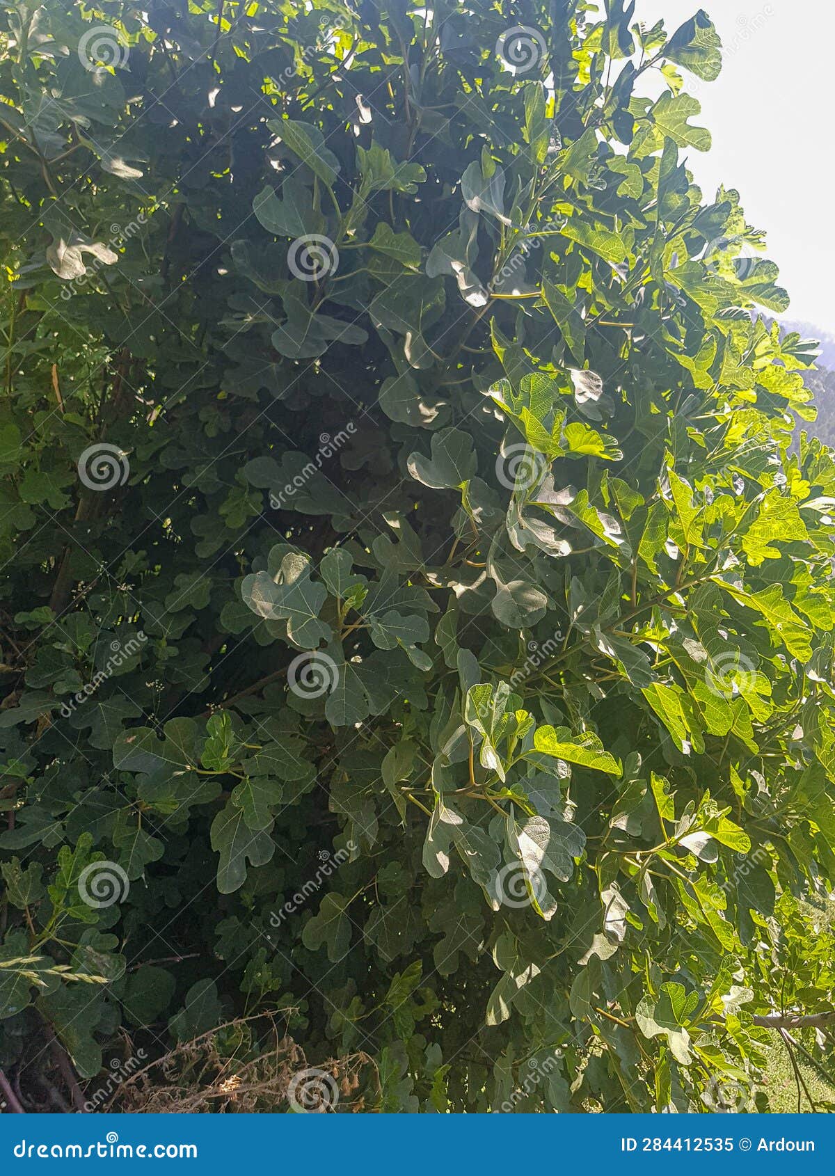 Sunlight Dancing on Fig Tree Leaves Stock Image - Image of fruit, figs ...