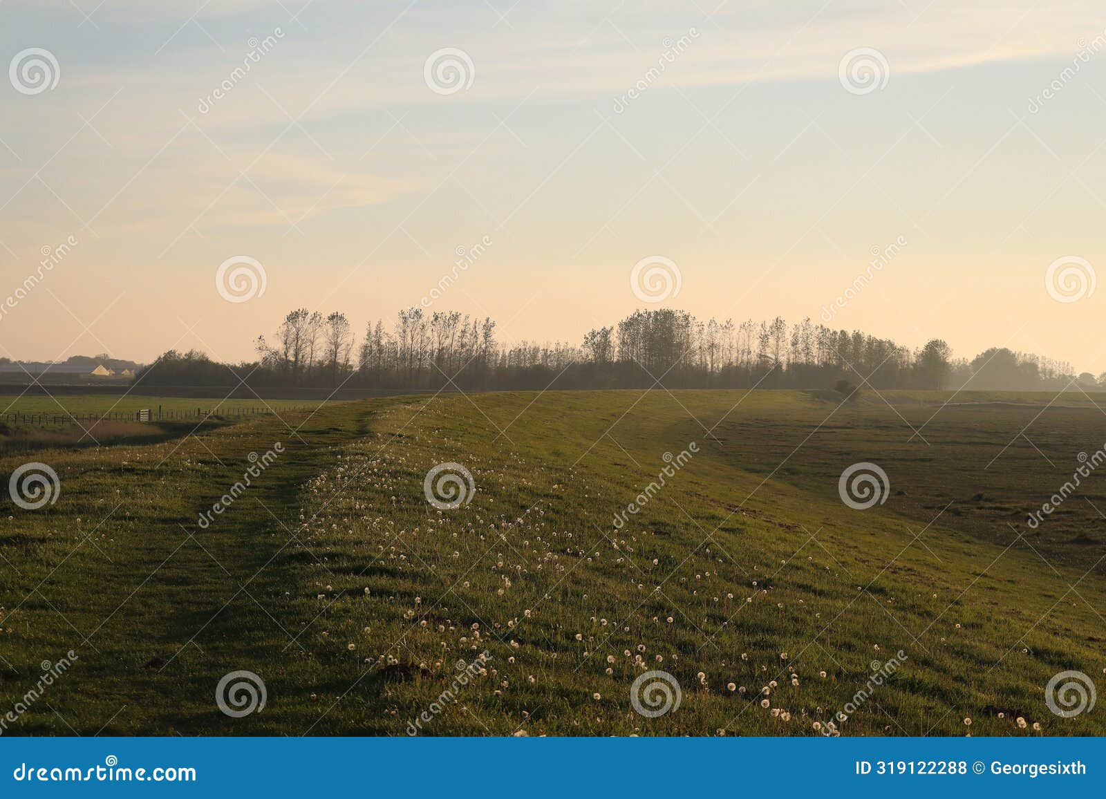 Sunlight on Dandelion Clocks on Pilling Sea Wall Stock Photo - Image of ...