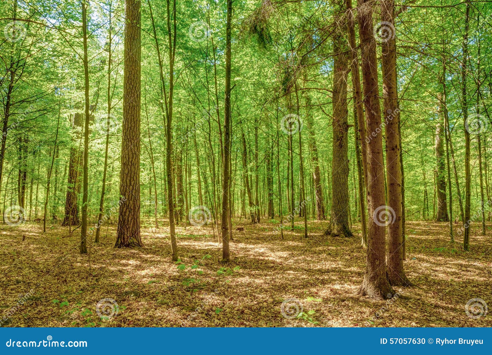 Sunlight in Deciduous Forest, Summer Nature Stock Photo - Image of ...