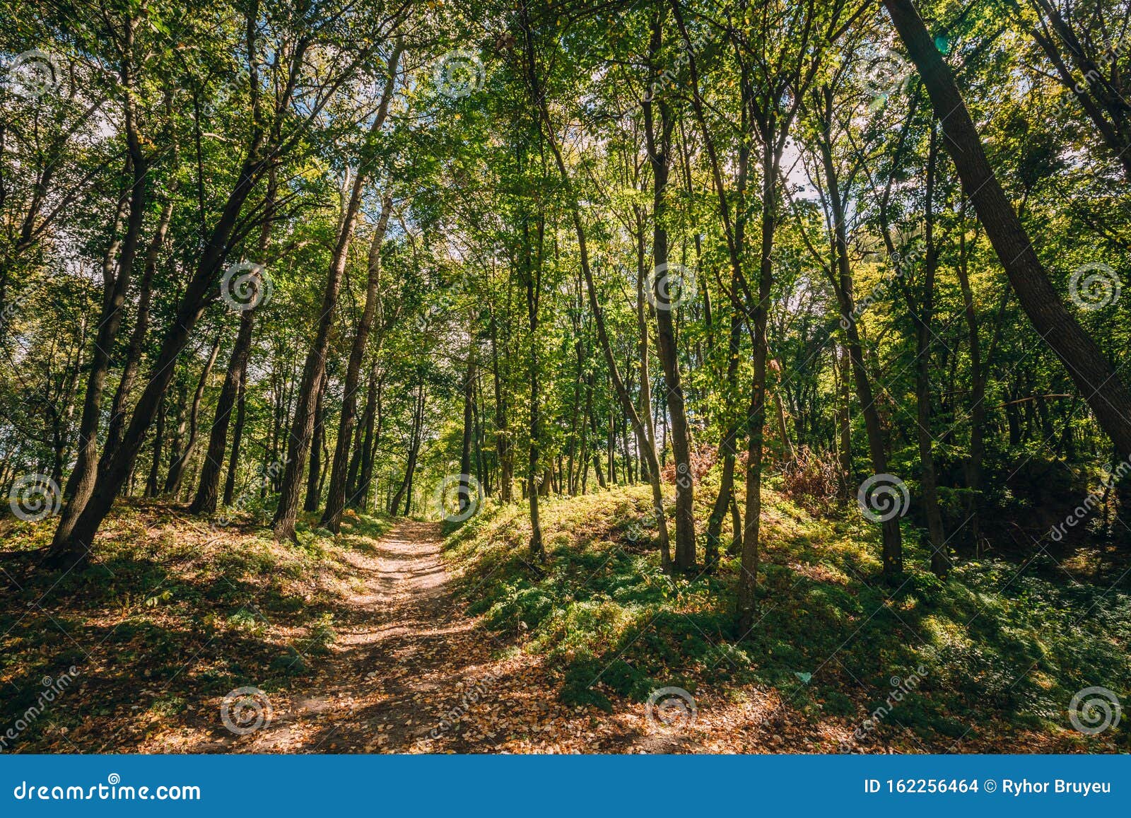 Sunlight in Deciduous Forest, Summer Nature Landscape. Lane Path ...