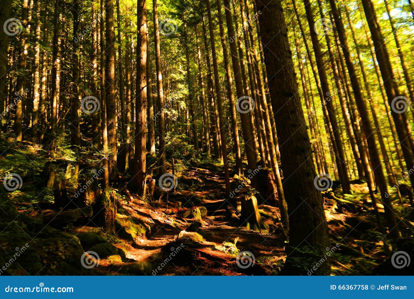 Sunlight in deep forest. stock photo. Image of forest - 66367758