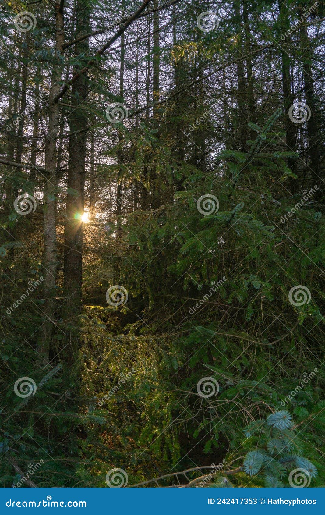 Sunlight in a Dense Wooded Area Stock Image - Image of dense, evergreen ...