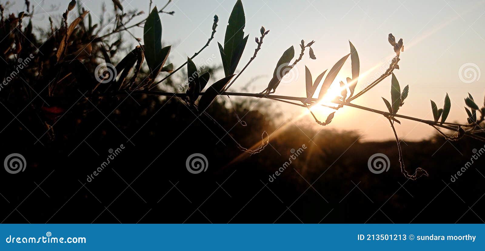 The Sunlight with Dhoor Dhal Plants Stock Image - Image of light, grass ...