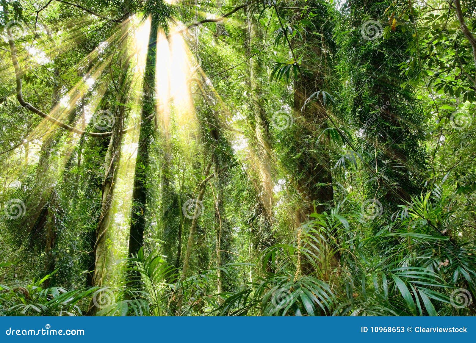Sunlight in Dorrigo World Heritage Rainforest Stock Image - Image of ...