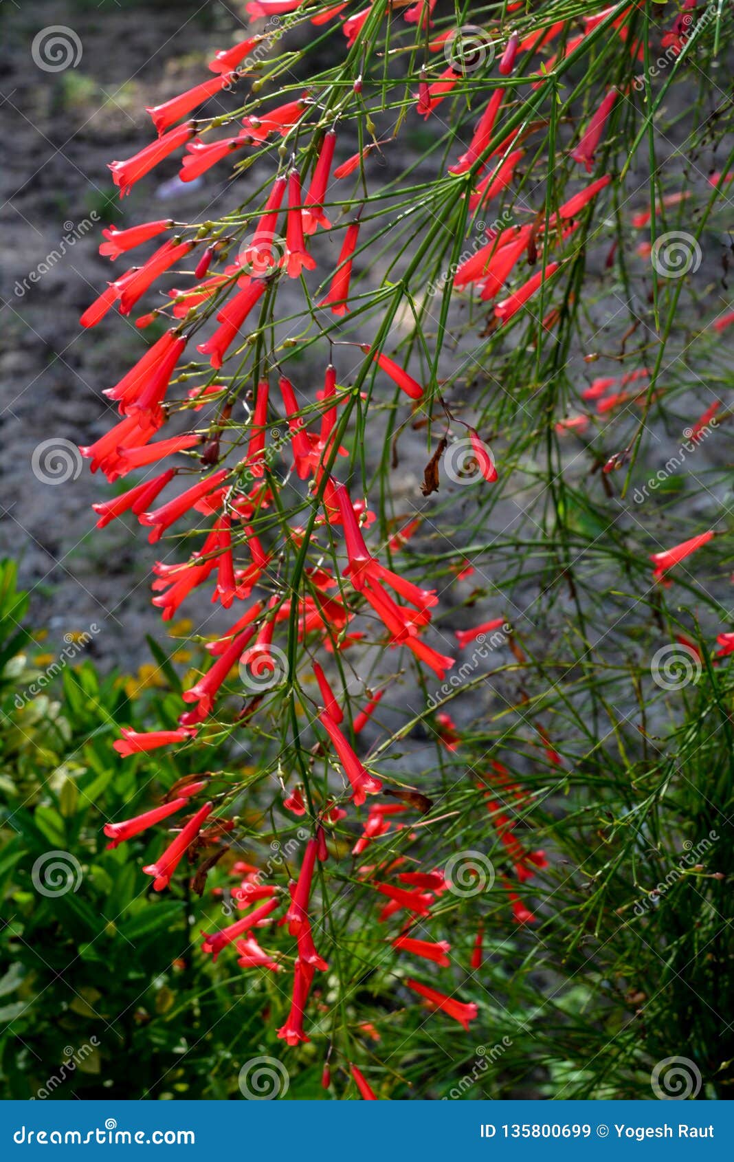 Sunlight Effect on the Russelia Red Firecracker Flower Stock Image ...