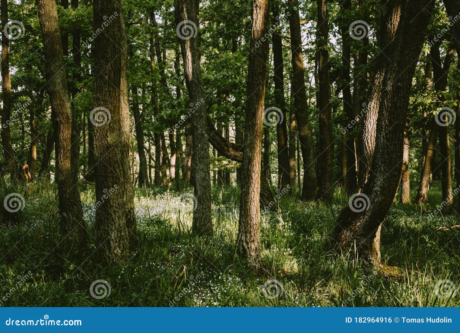 By the Sunlight Enlightened Group of Small Blue Flowers between Tree ...