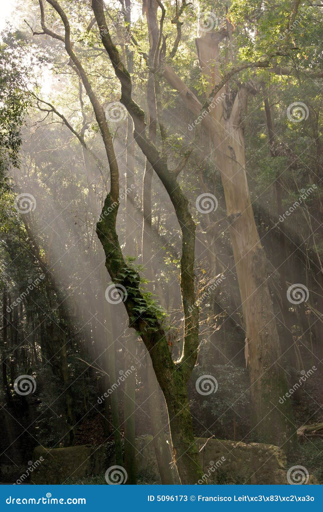 Sunlight Entering The Forest With Green Toning Picture. Image: 5096173