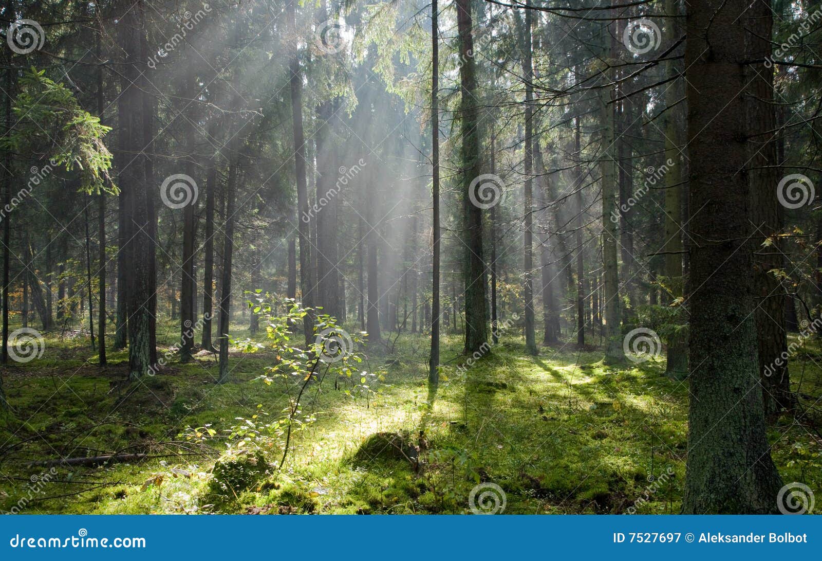 Coniferous Forest On The Mount Royalty-Free Stock Photography ...
