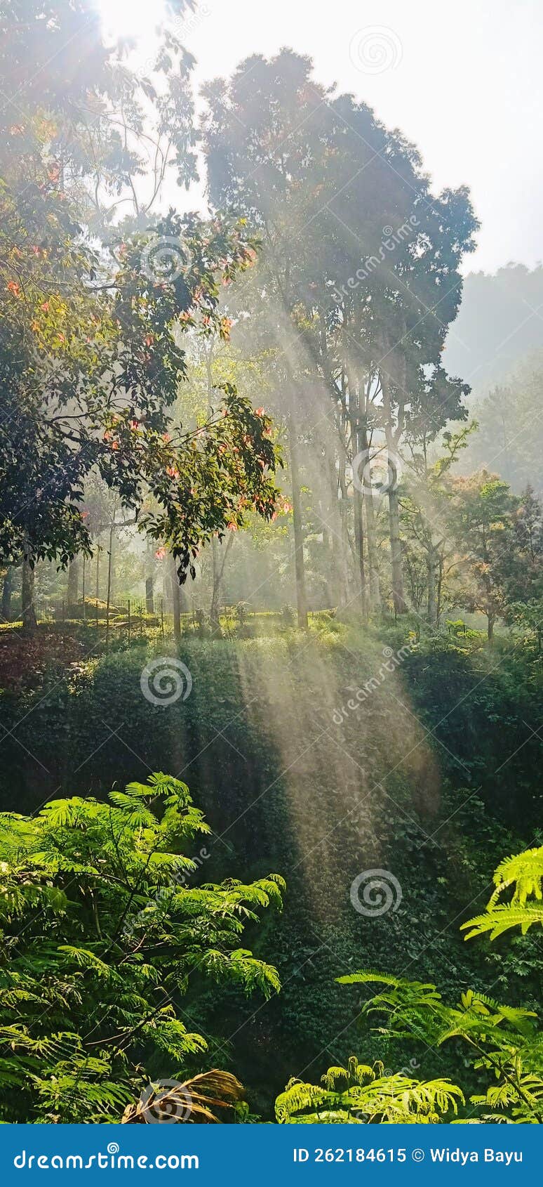 Sunlight Enters between the Trees at Dago Pakar Stock Image - Image of ...
