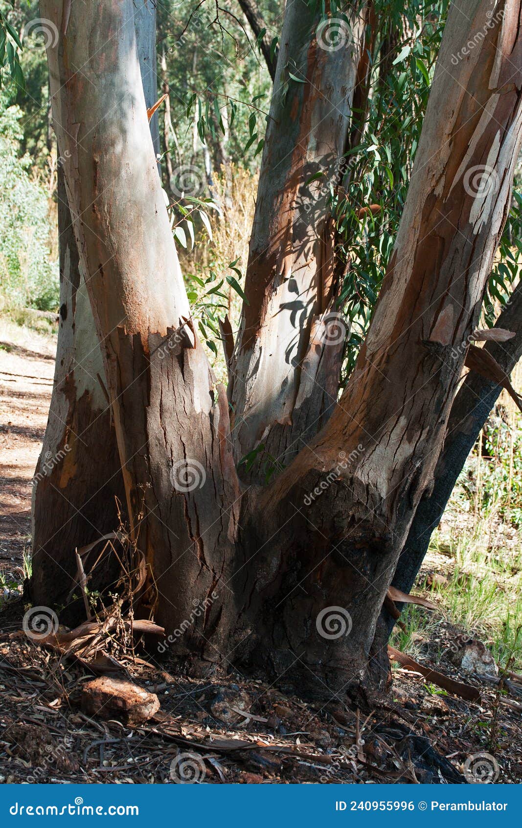 Trunks Of Multiple Tropical Fig Trees With Roots Growing From High In ...
